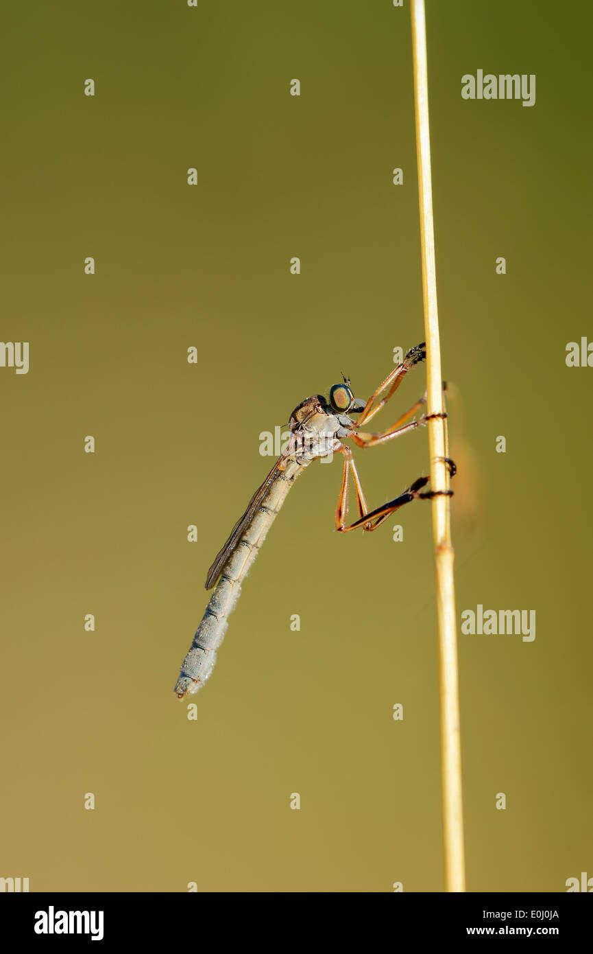 Striped Slender Robberfly (Leptogaster cylindrica), North Rhine ...