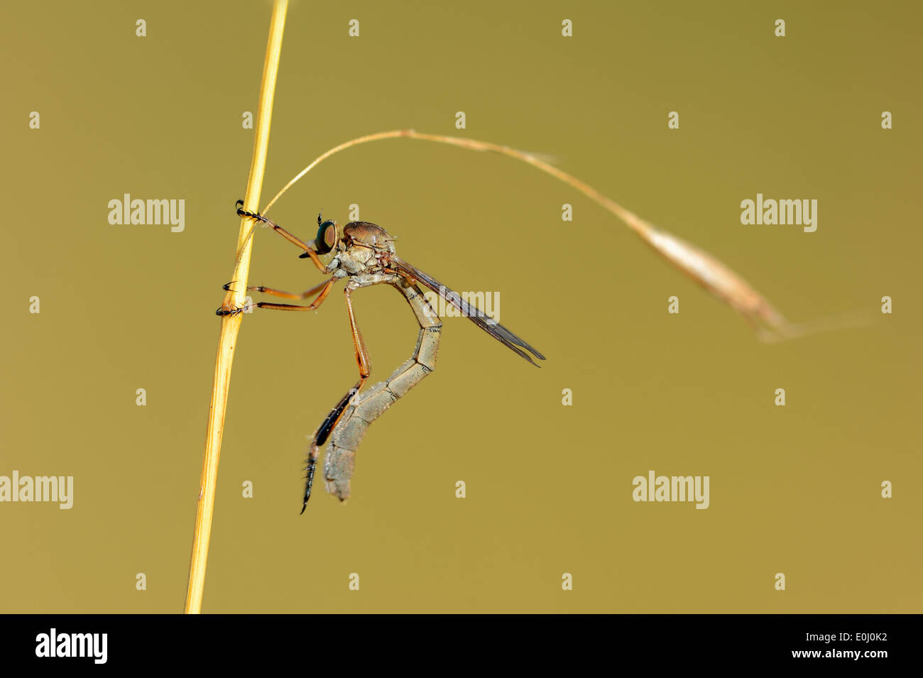 Striped Slender Robberfly (Leptogaster cylindrica), North Rhine ...