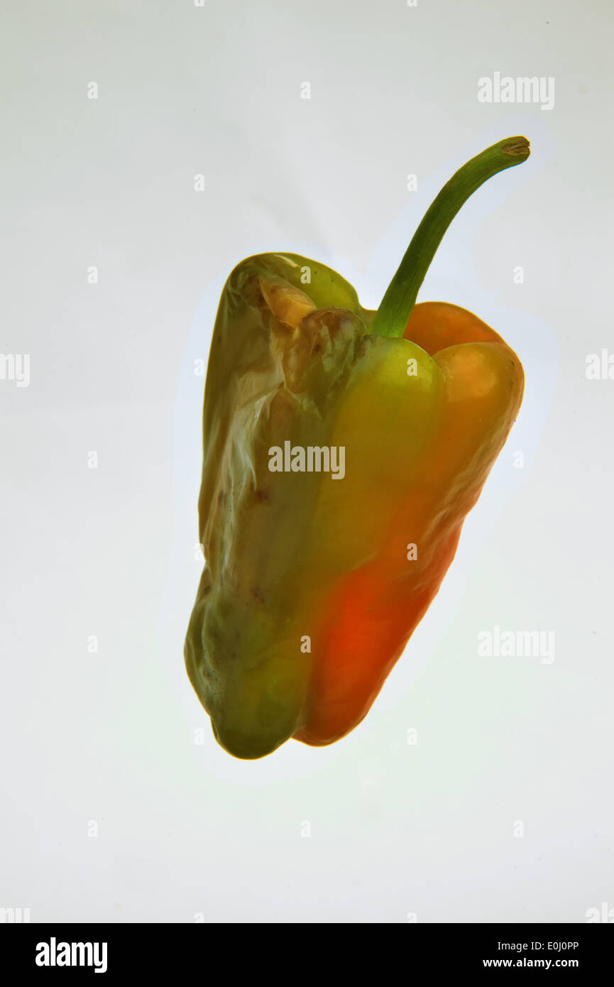 Decay on Capsicum - Sweet Pepper white background Stock Photo - Alamy