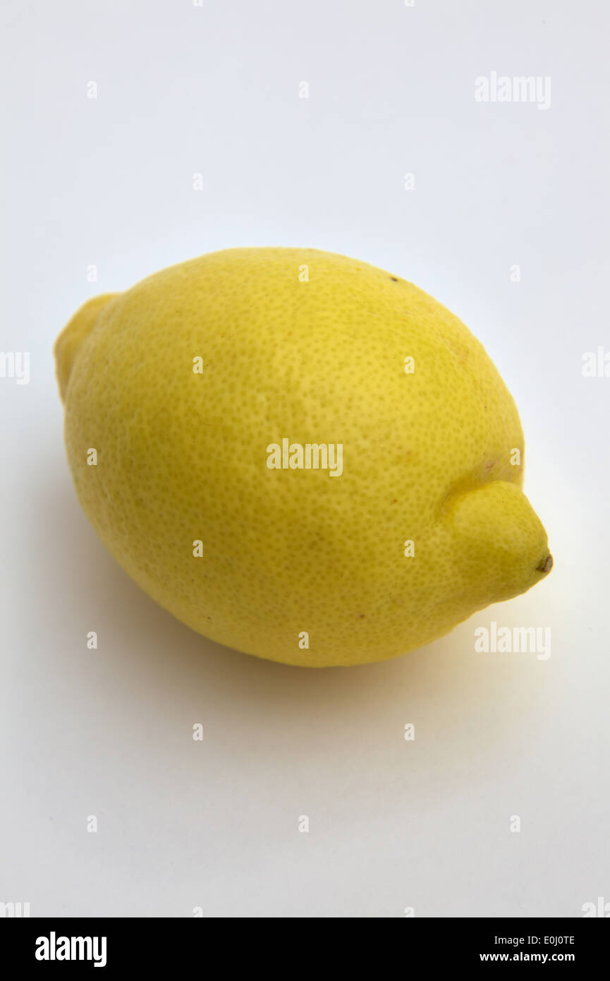 Lemons - Citrus x limon 'Primofiori' - white background Stock Photo - Alamy