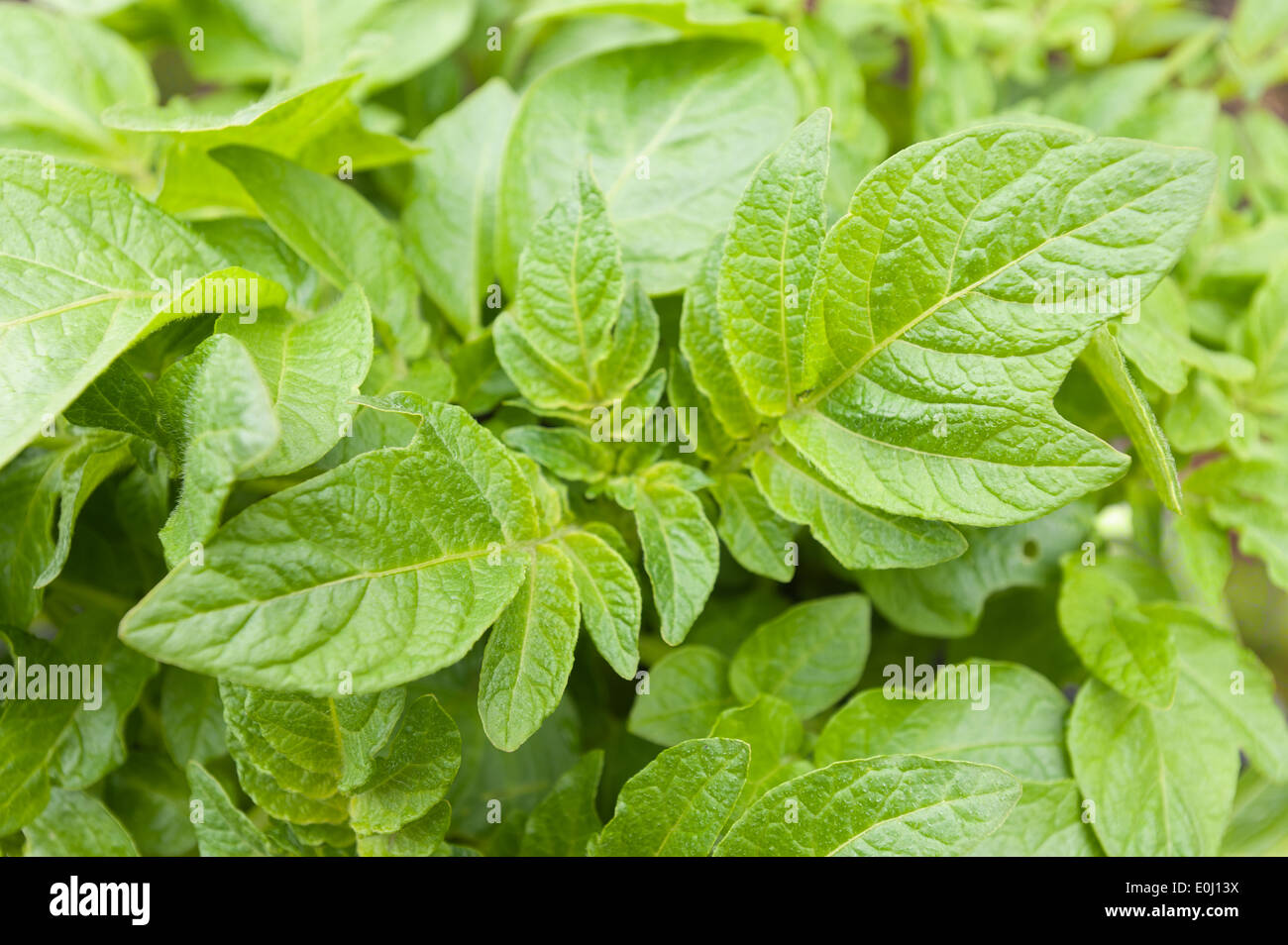New potato varieties hi-res stock photography and images - Alamy