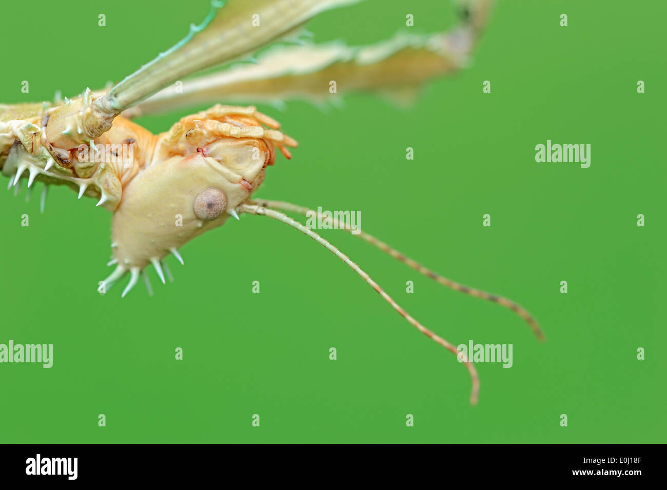 Australian giant prickly stick insect hi-res stock photography and ...