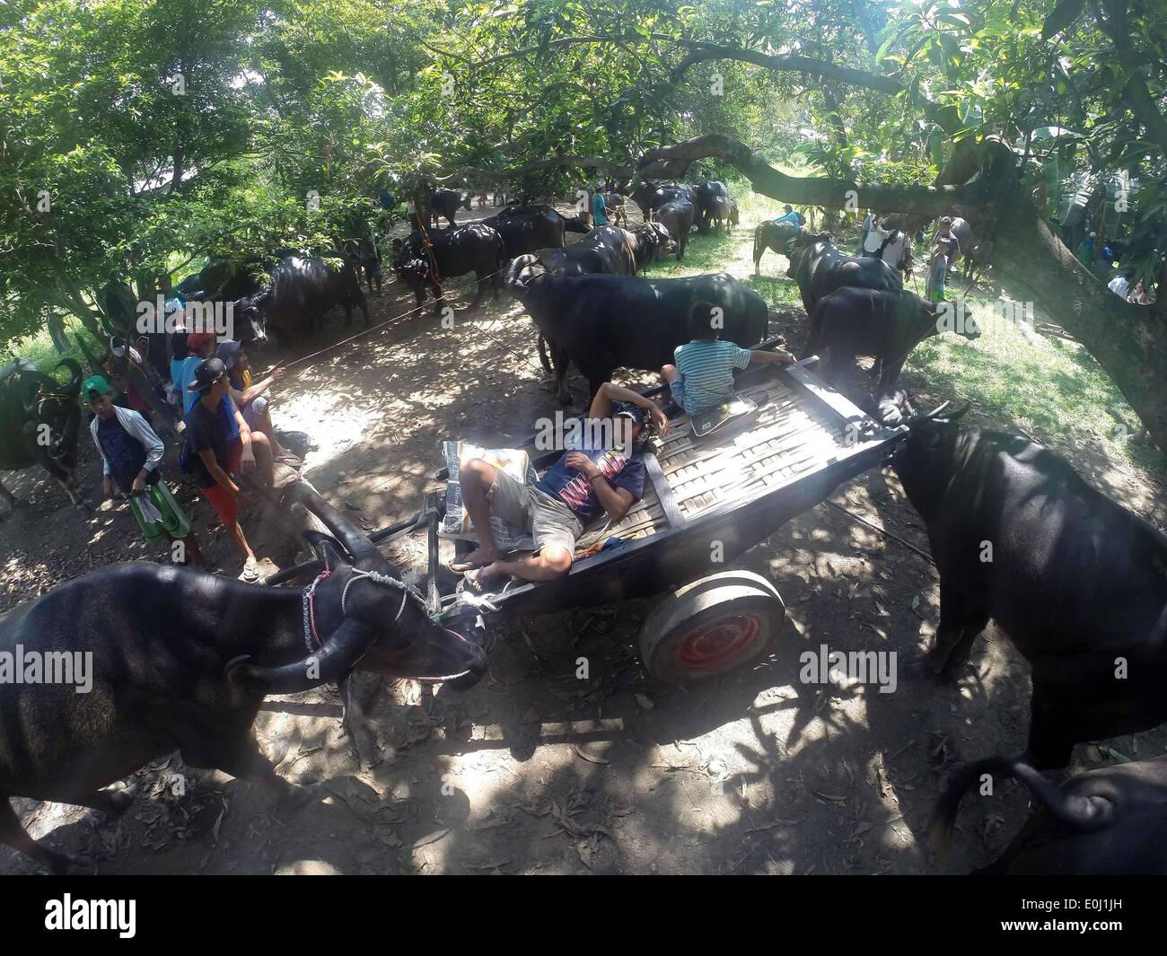 Bulacan Province, Philippines. 14th May, 2014. A farmer rests as he is ...