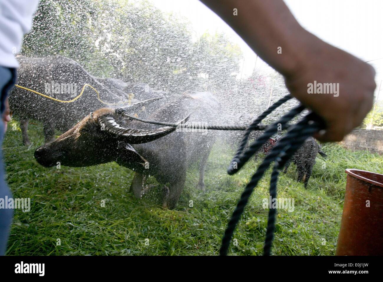 Carabao festival bulacan hi-res stock photography and images - Alamy