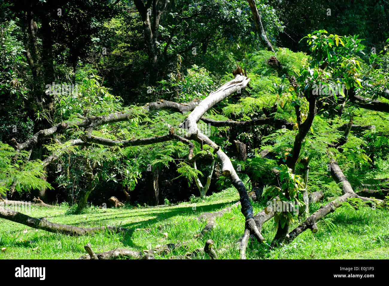 fallen tree amongst the greenery at the purwodadi botanical gardens ...