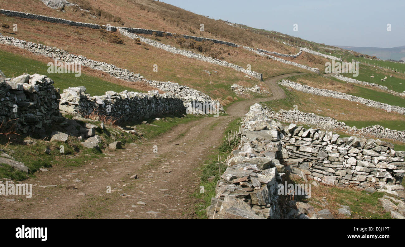 Sheep stone walls hi-res stock photography and images - Alamy