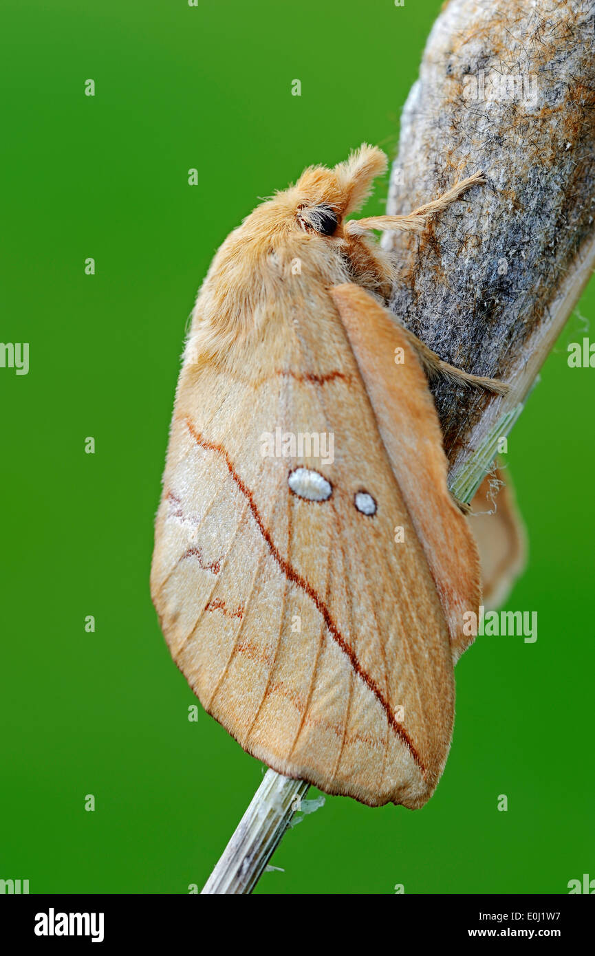 Drinker Moth (Philudoria potatoria), freshly hatched, on cocoon, North ...