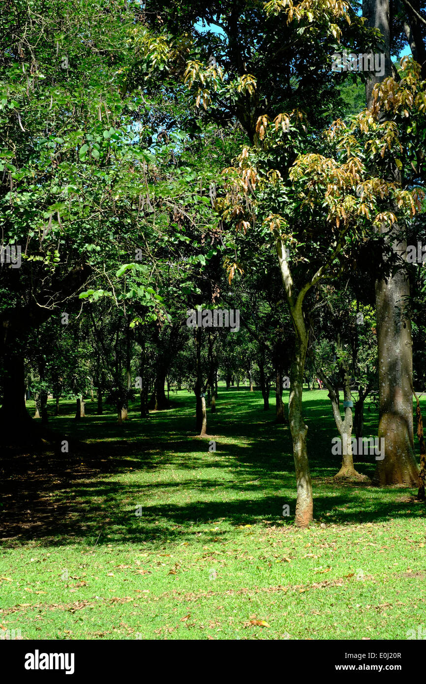 welcoming shaded areas amongst the greenery at the purwodadi botanical ...