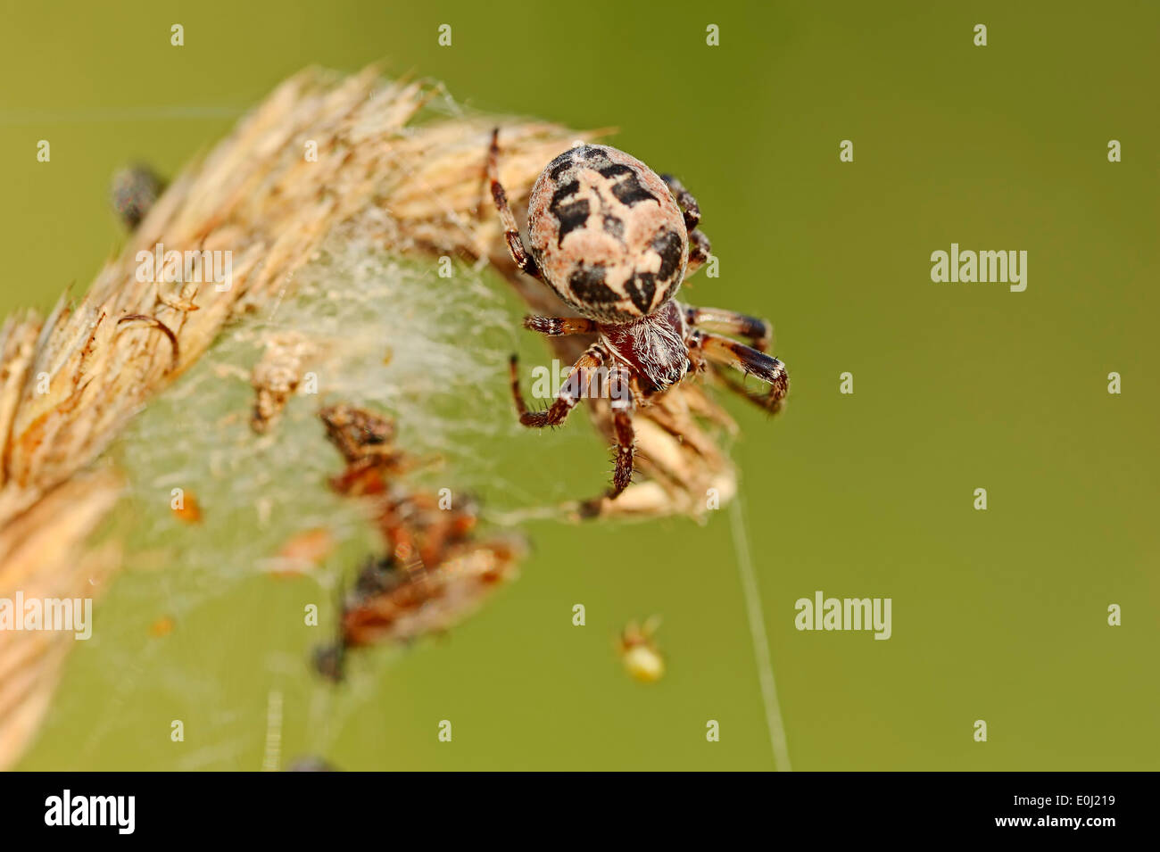 Furrow orbweaver spider hi-res stock photography and images - Alamy