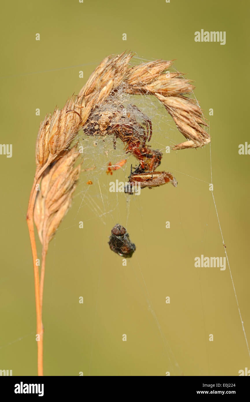 Furrow spider hi-res stock photography and images - Alamy
