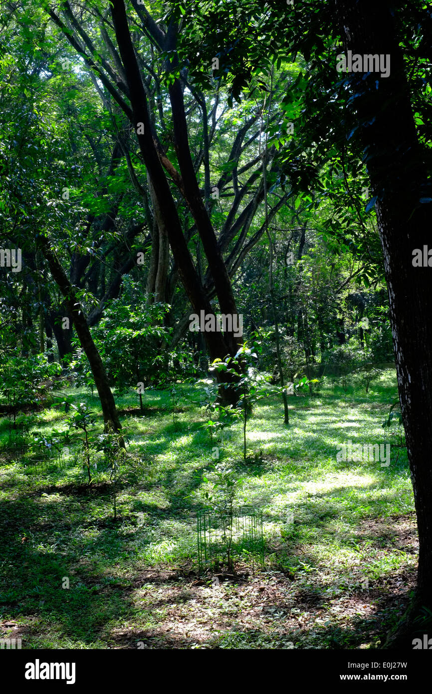 welcoming shaded areas amongst the greenery at the purwodadi botanical ...