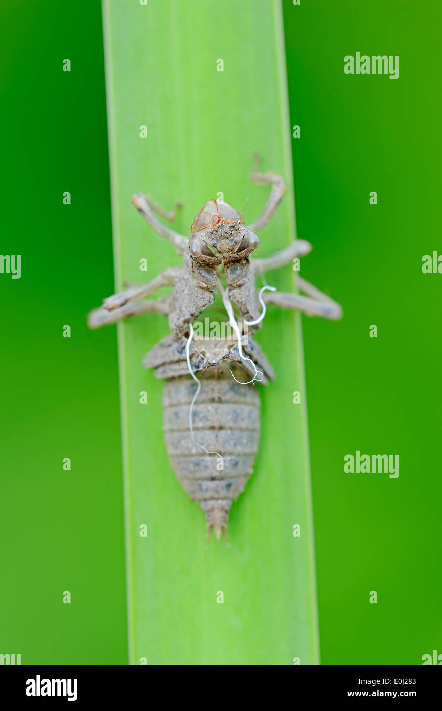 Black-tailed Skimmer (Orthetrum cancellatum), Exuvie, larval skin ...