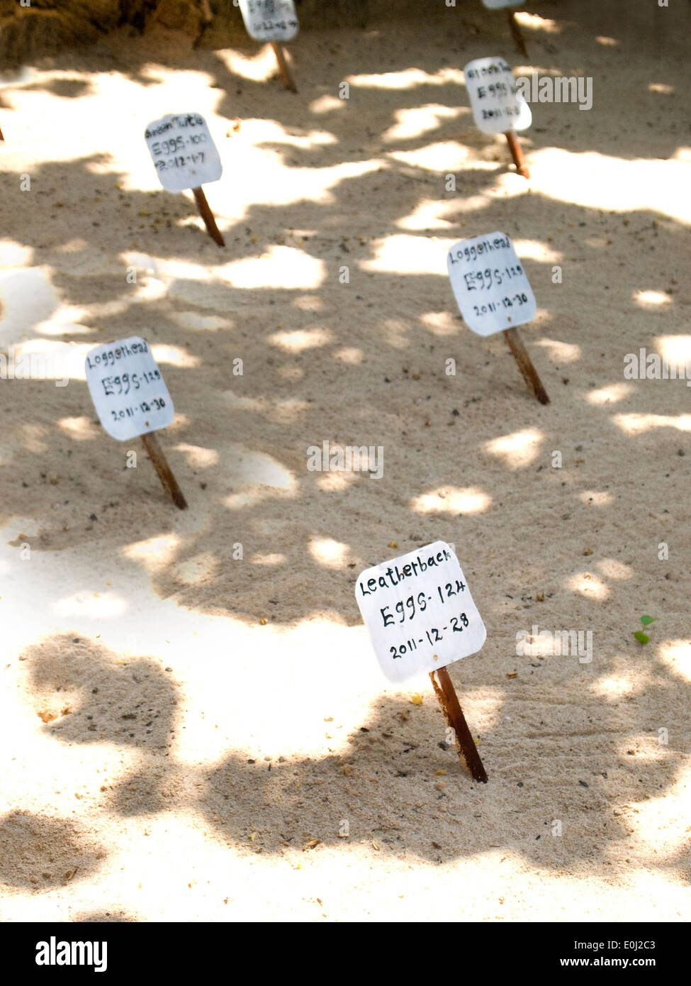 Turtle rearing station in Sri Lanka Stock Photo - Alamy