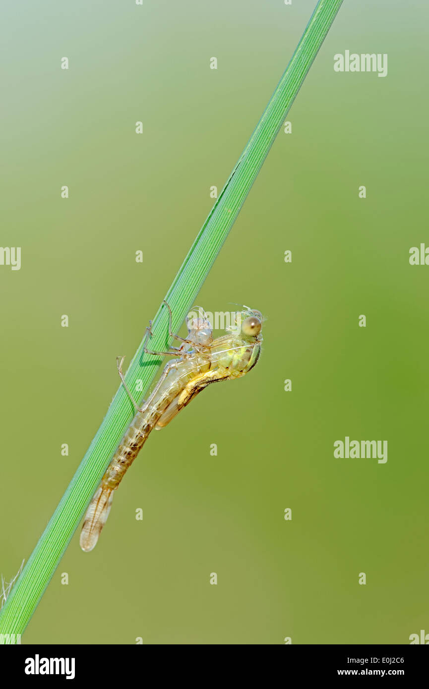 Willow Emerald Damselfly or Western Willow Spreadwing (Lestes viridis ...