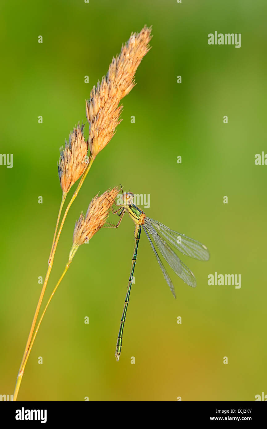 Willow Emerald Damselfly or Western Willow Spreadwing (Lestes viridis ...