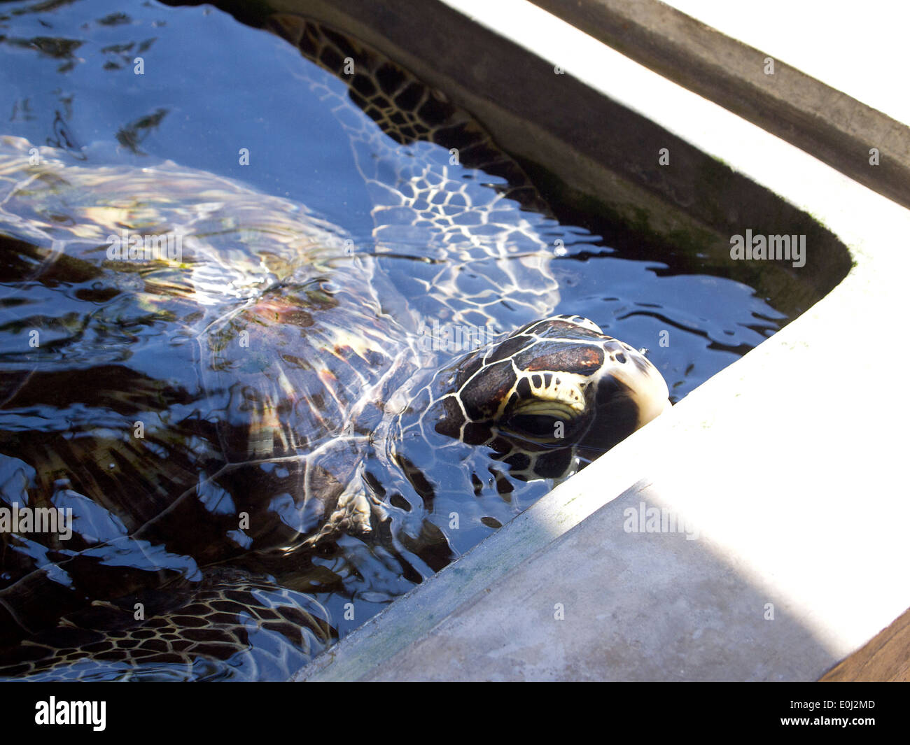 Close-up of a turtle at the rearing station in Sri Lanka Stock Photo ...
