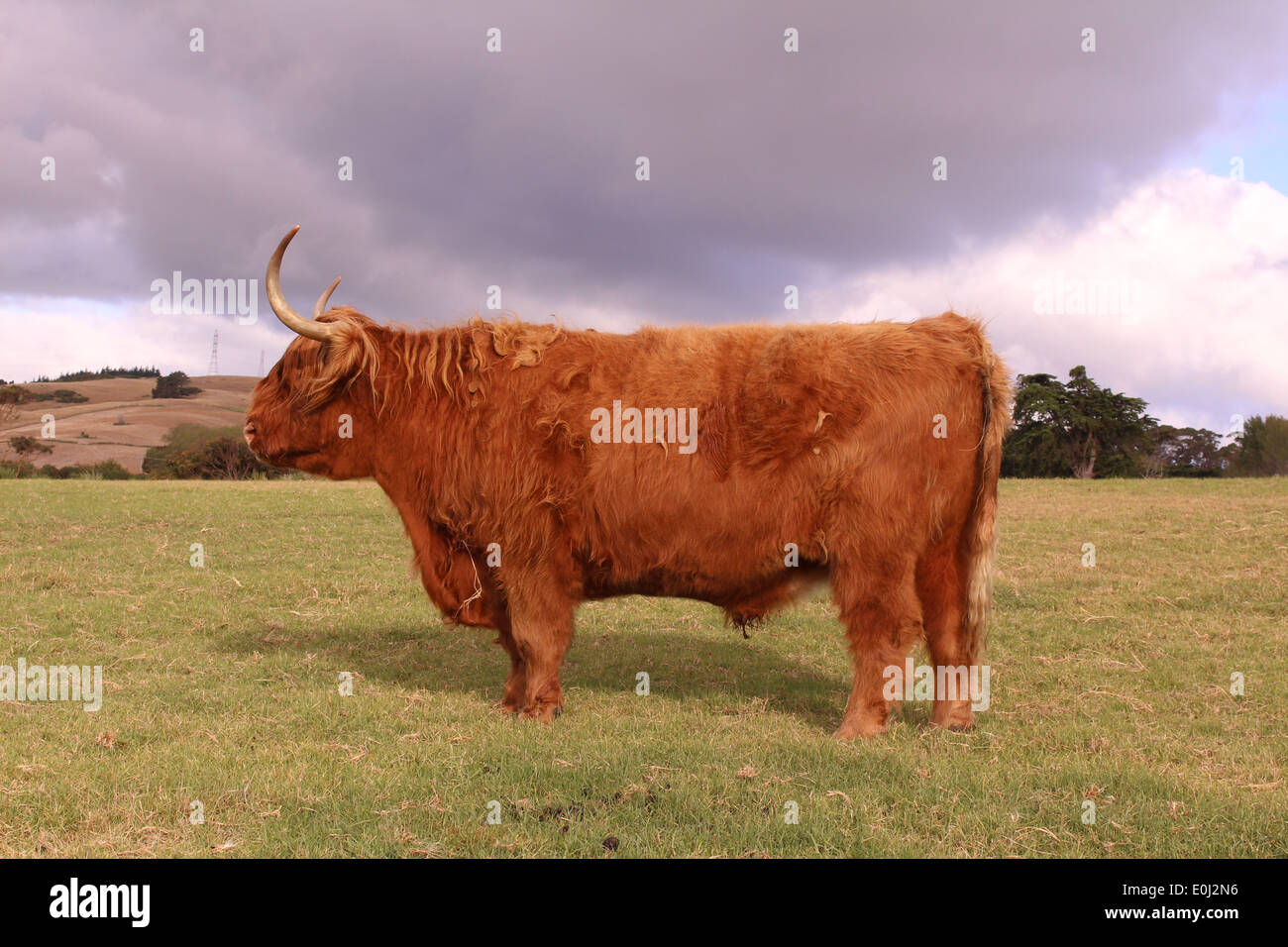 Side-on highland cattle on a New Zealand farm Stock Photo - Alamy