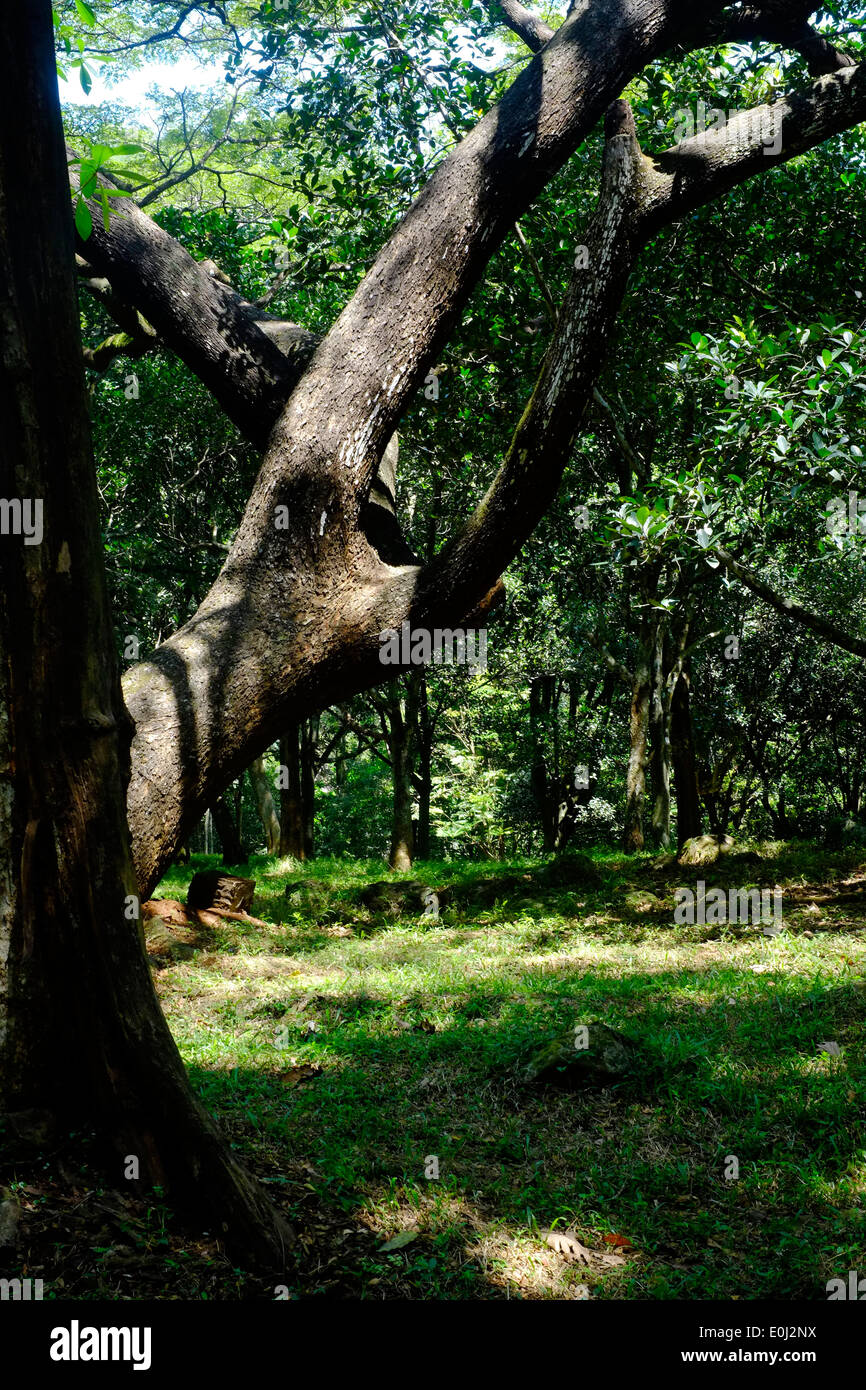 welcoming shaded area amongst the trees at the purwodadi botanical ...
