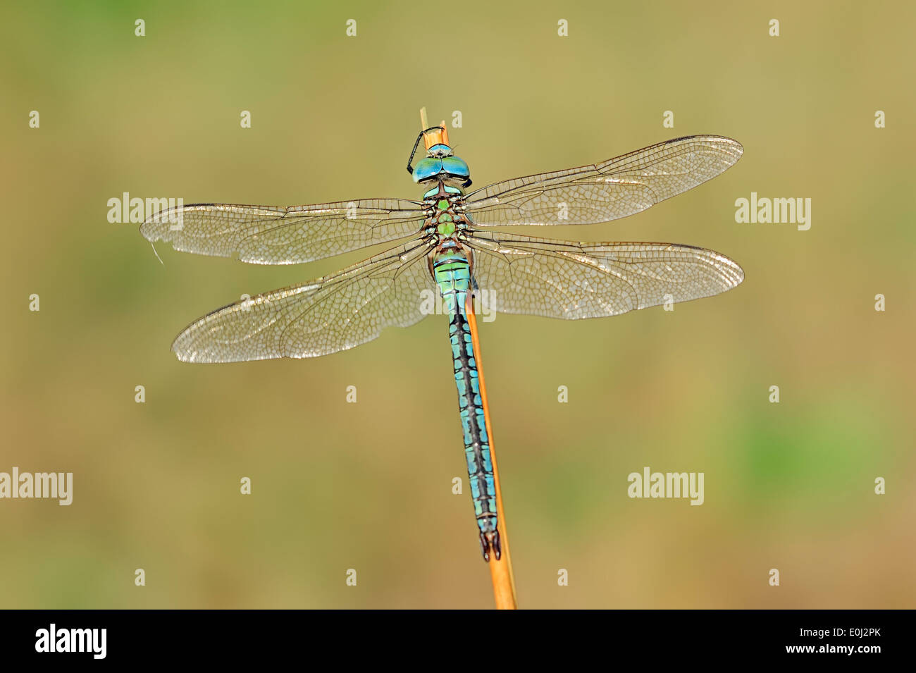 Emperor Dragonfly, Blue Dragonfly or Blue Emperor (Anax imperator ...