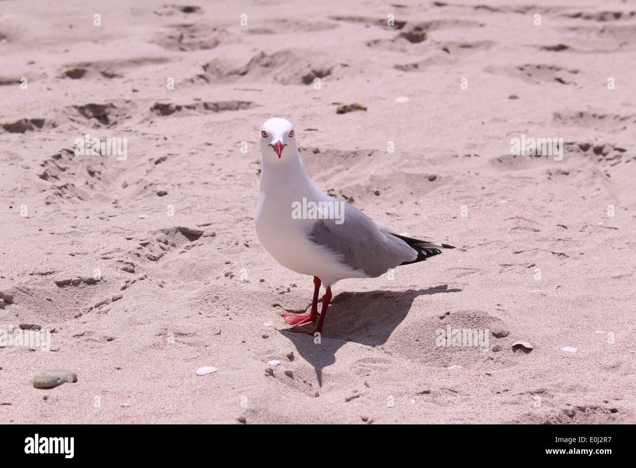 Staring down a red billed gull on a New Zealand beach Stock Photo - Alamy