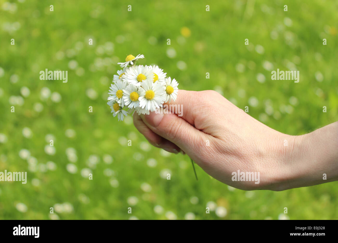 Woman hand holding daisies hi-res stock photography and images - Alamy