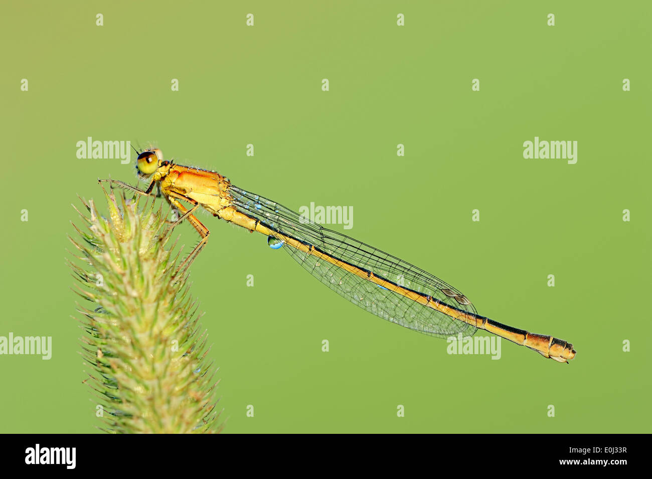 Female common bluetail damselflies hi-res stock photography and images ...