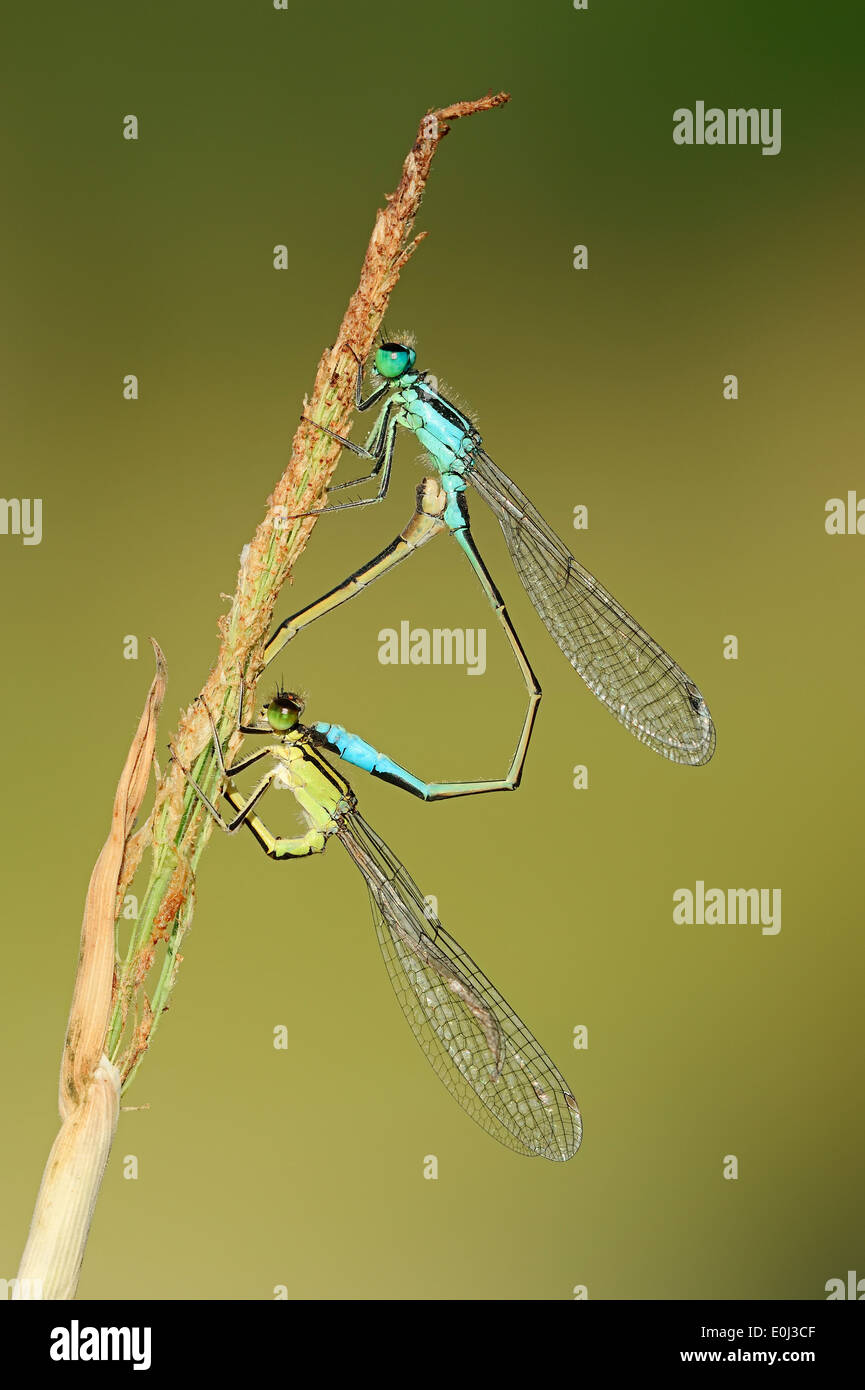 Female common blue damselfly hi-res stock photography and images - Alamy
