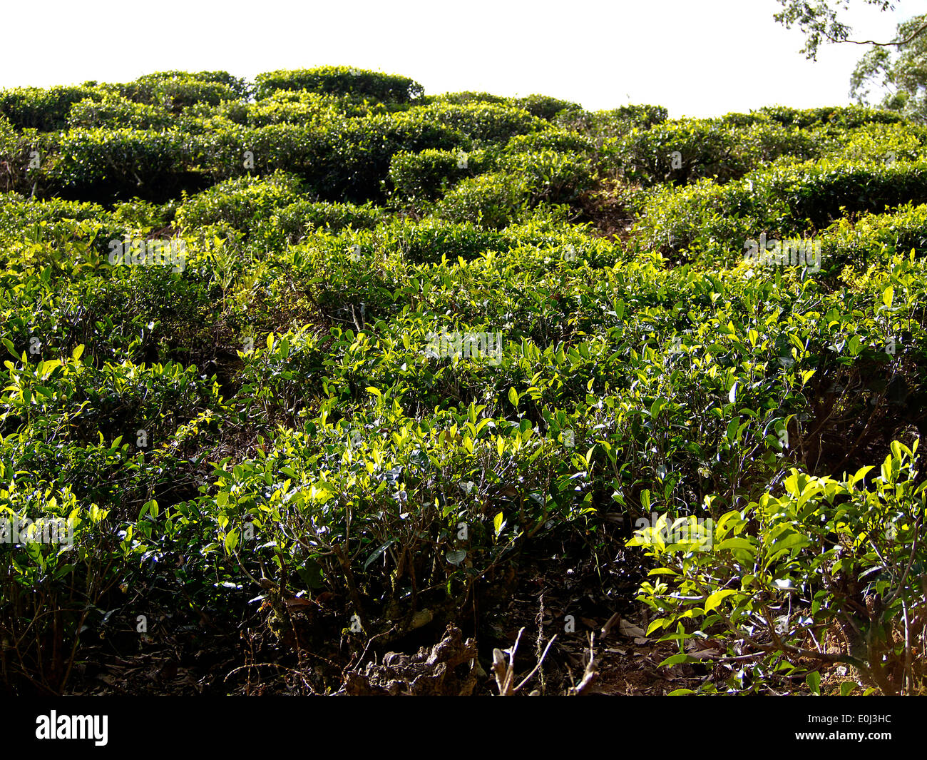 Tea field sri lanka hi-res stock photography and images - Alamy