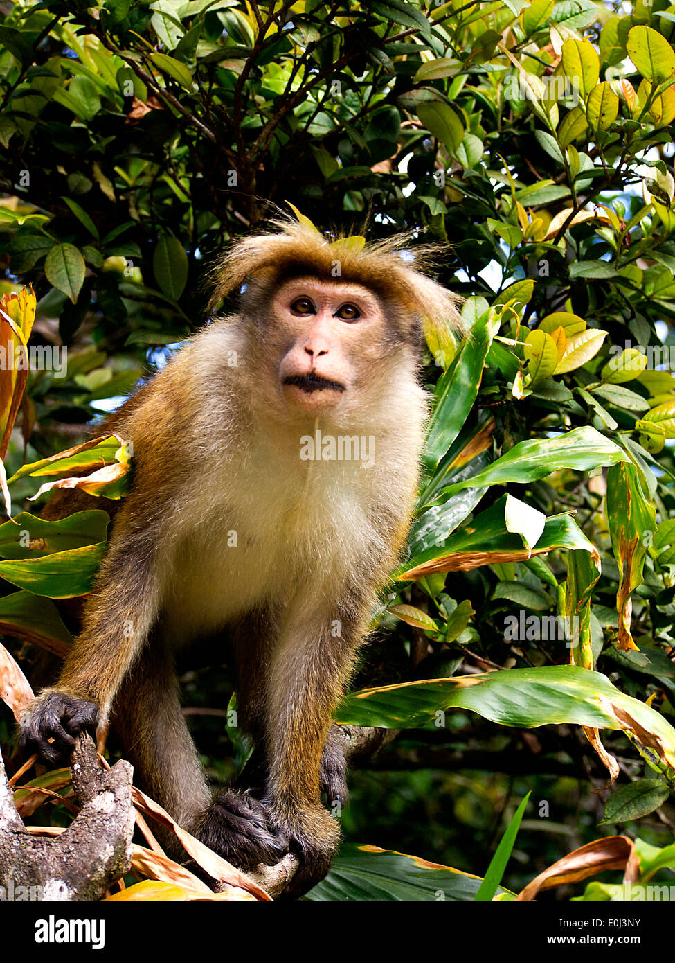 Asian monkey hi-res stock photography and images - Alamy