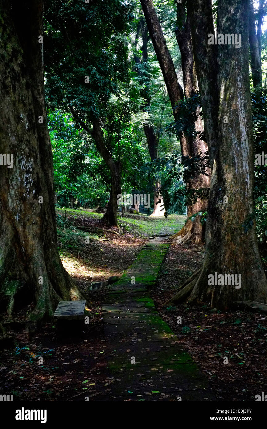 Pathway amongst greenery hi-res stock photography and images - Alamy