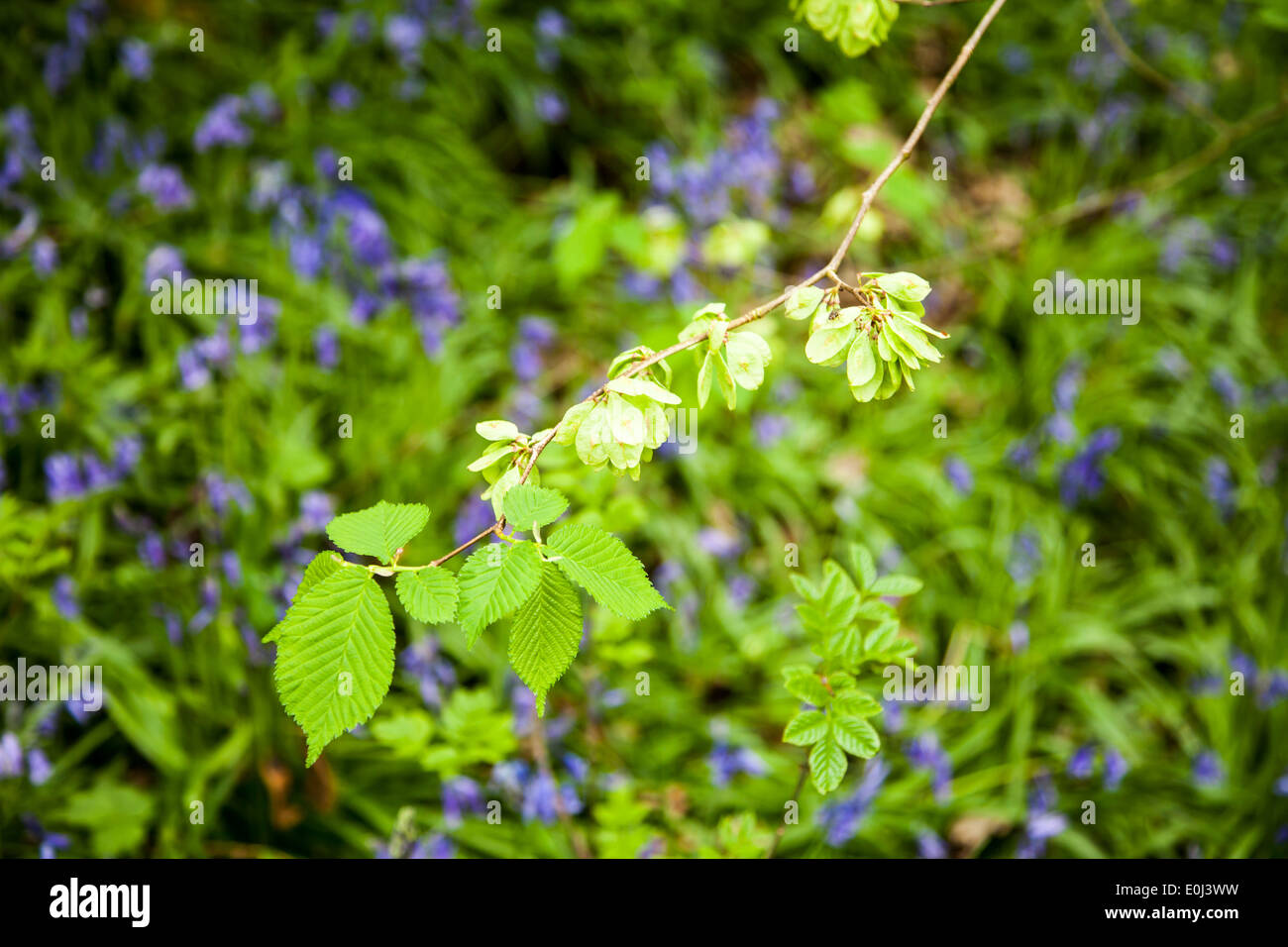 Elm tree leaves hi-res stock photography and images - Alamy