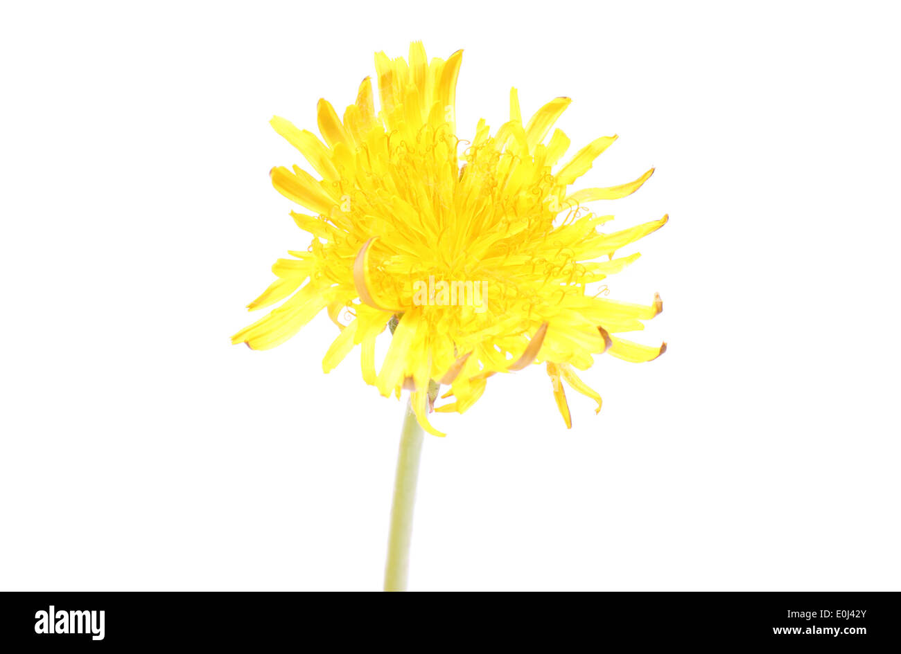 Closeup of yellow fresh flower of dandelion. Isolated on white ...