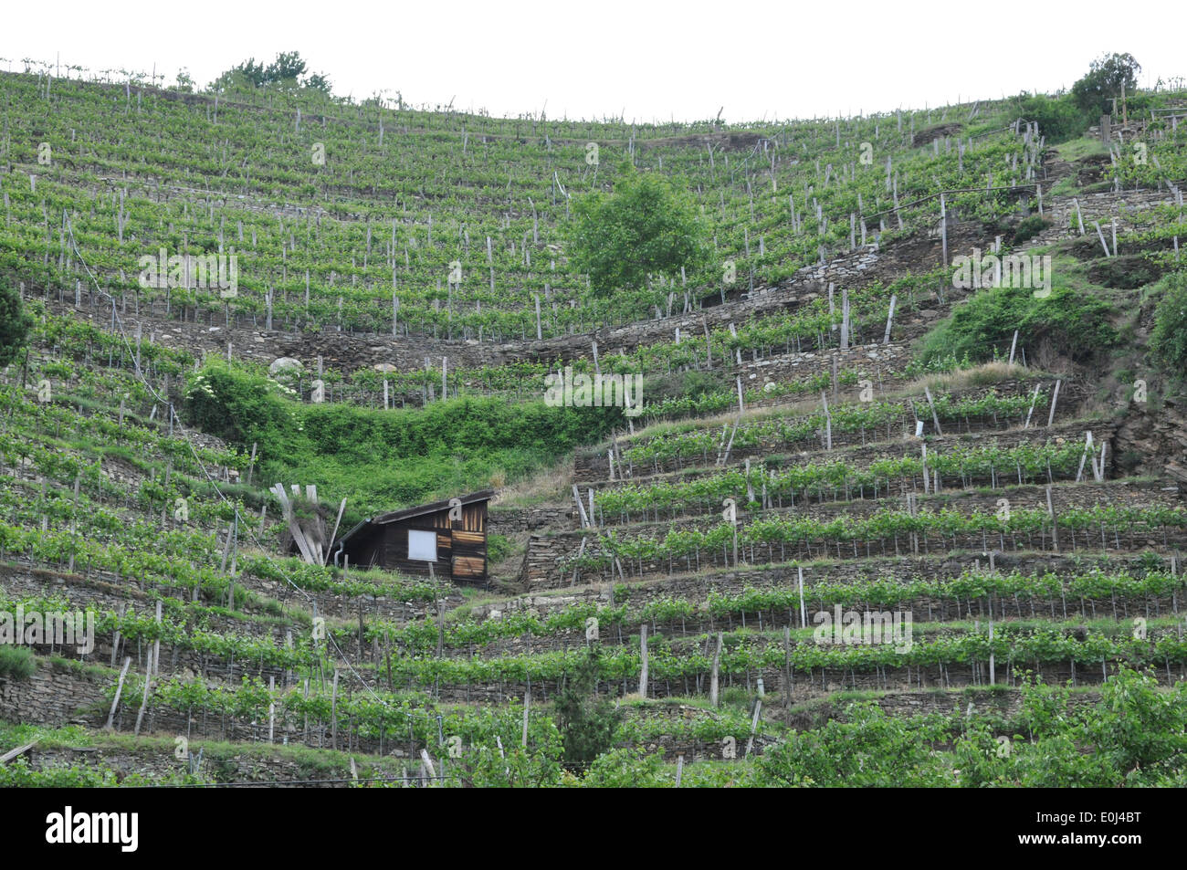 Vines on terrace hi-res stock photography and images - Alamy