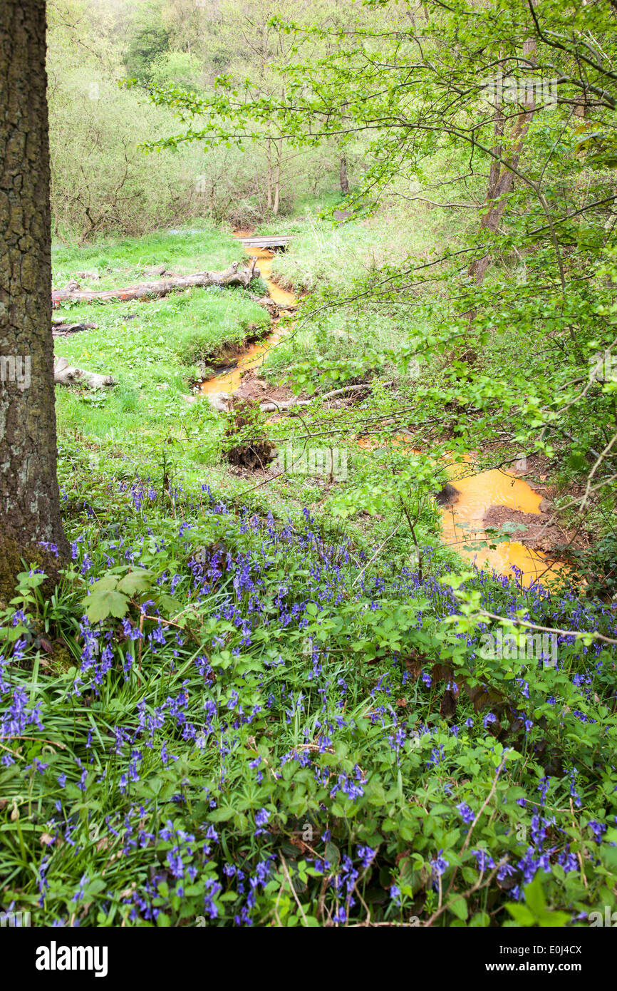 Parrot's Drumble Nature Reserve Talke Pits Stoke on Trent Staffordshire ...
