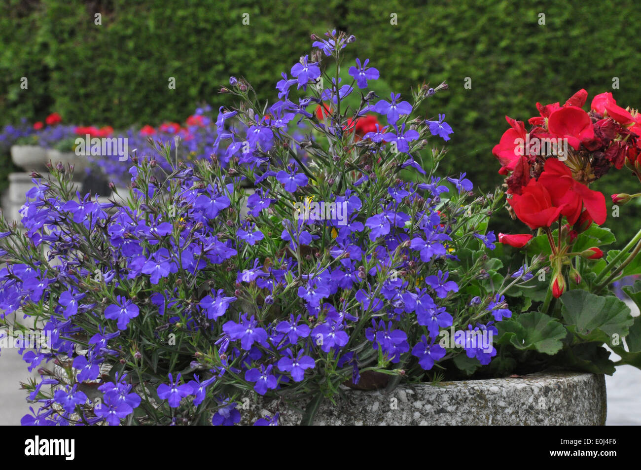Red and blue flowers in a flower box in full bloom Stock Photo - Alamy