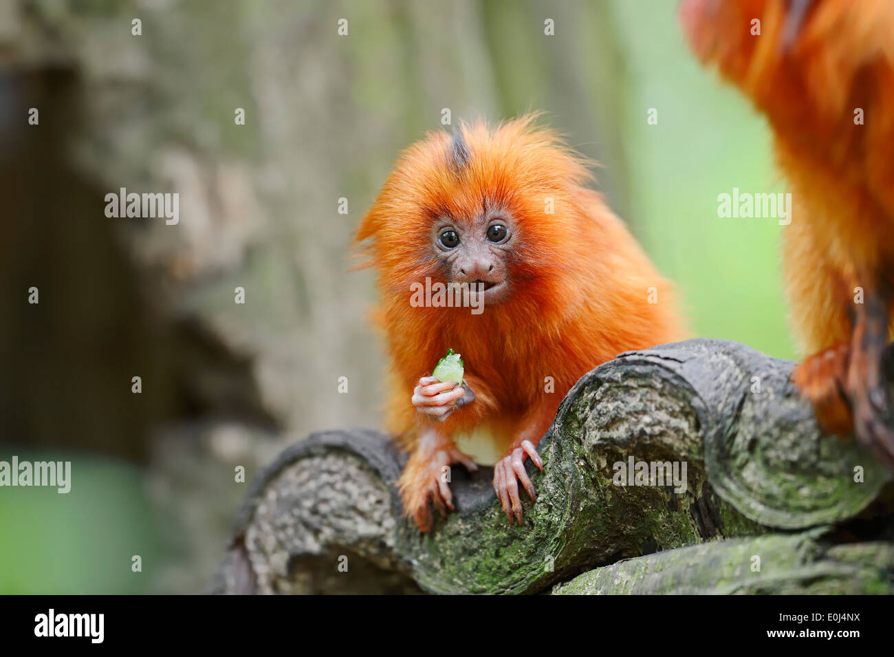 Mustache Monkey From Rio 2