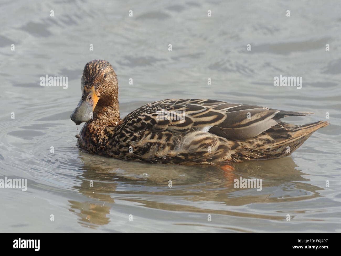 Female Gadwall High Resolution Stock Photography and Images - Alamy