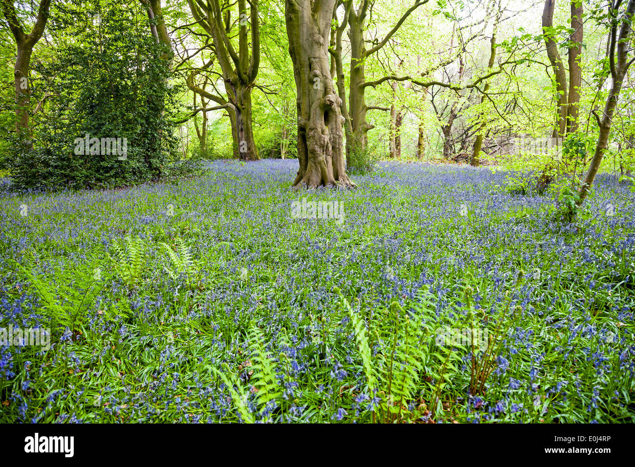 Parrot's Drumble Nature Reserve, Talke Pits, Stoke on Trent ...
