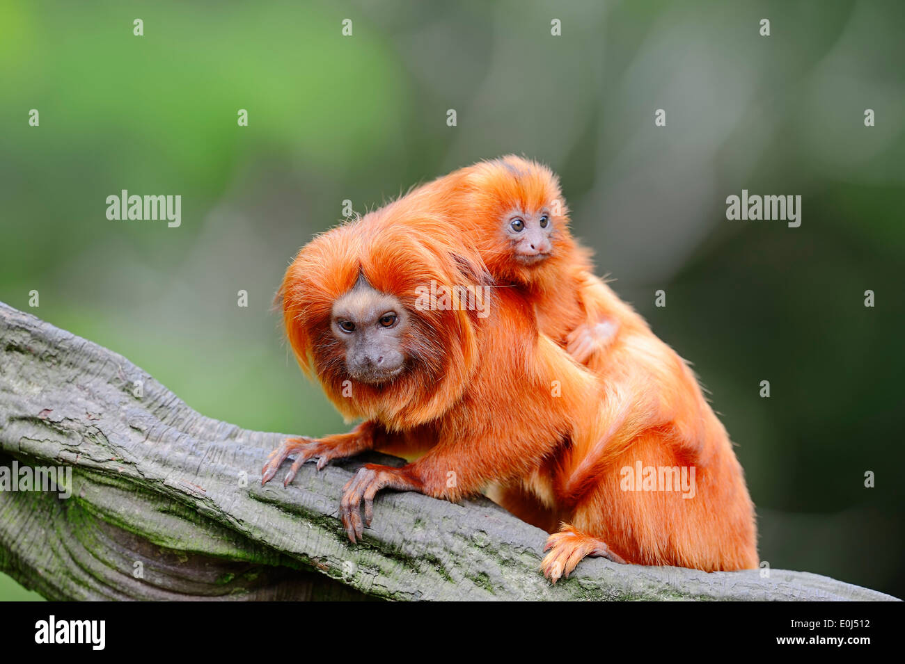 Golden lion tamarins hi-res stock photography and images - Alamy