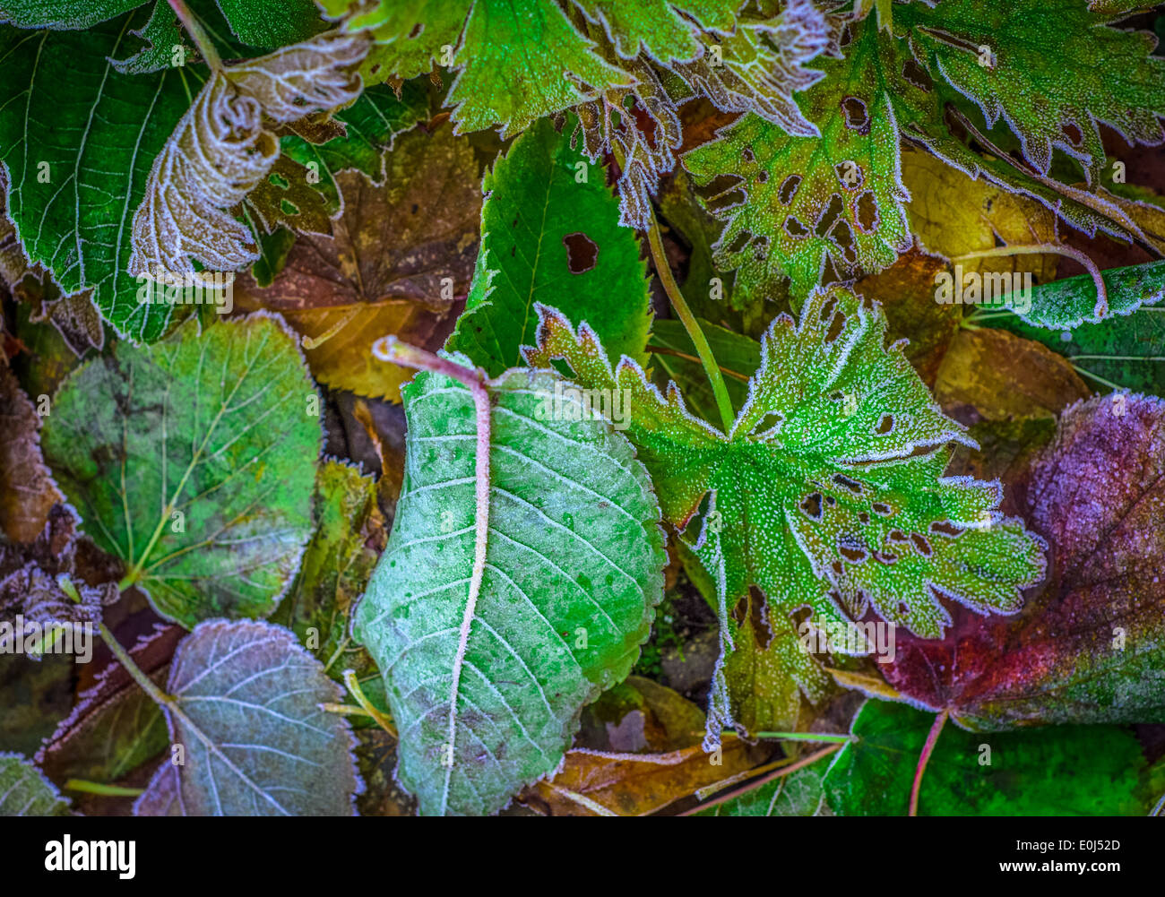 Dead leaves snow hi-res stock photography and images - Alamy