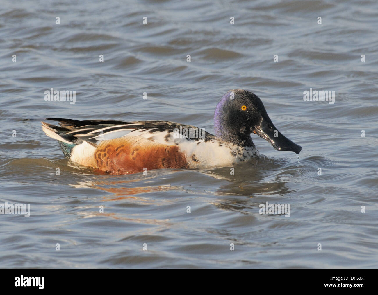 Long broad bill hi-res stock photography and images - Alamy