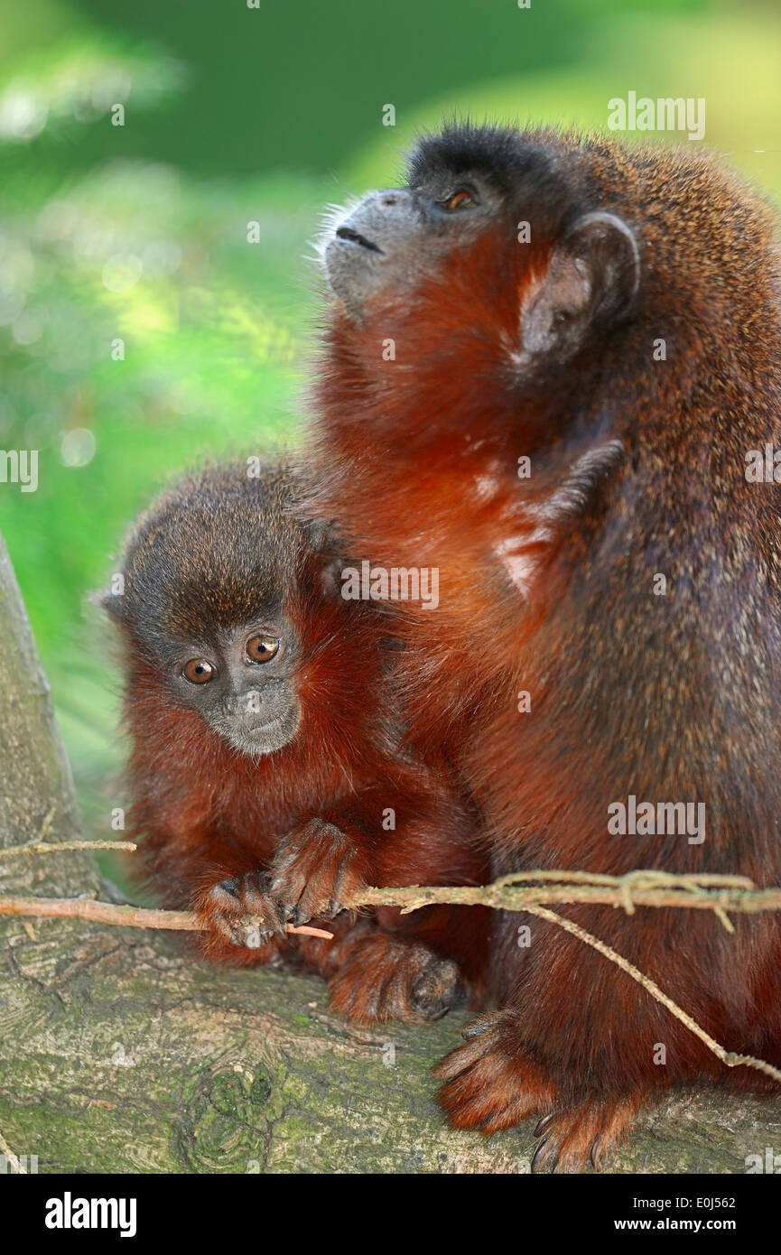 Titi monkey hi-res stock photography and images - Alamy