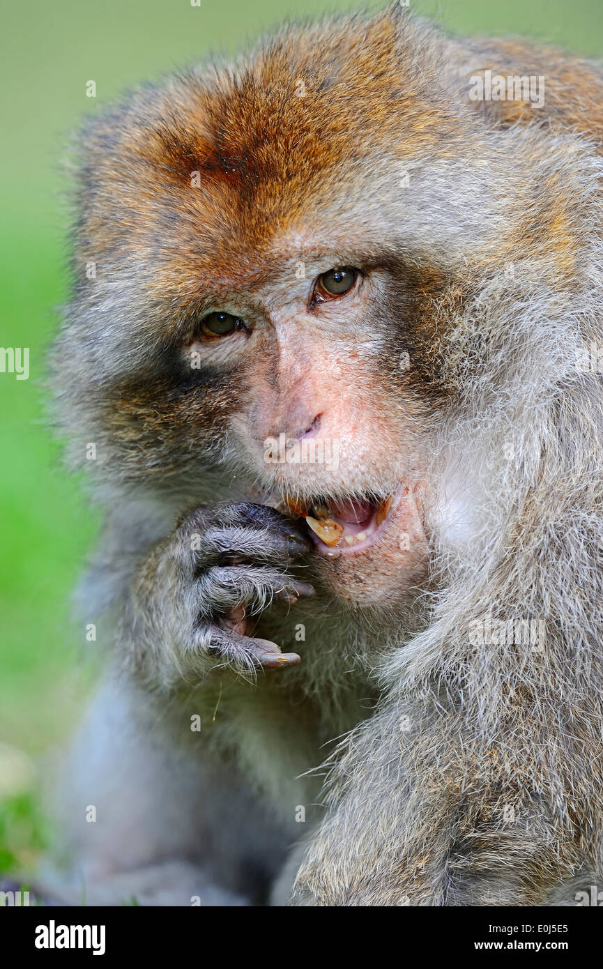 Barbary macaques macaca sylvanus barbary hi-res stock photography and ...