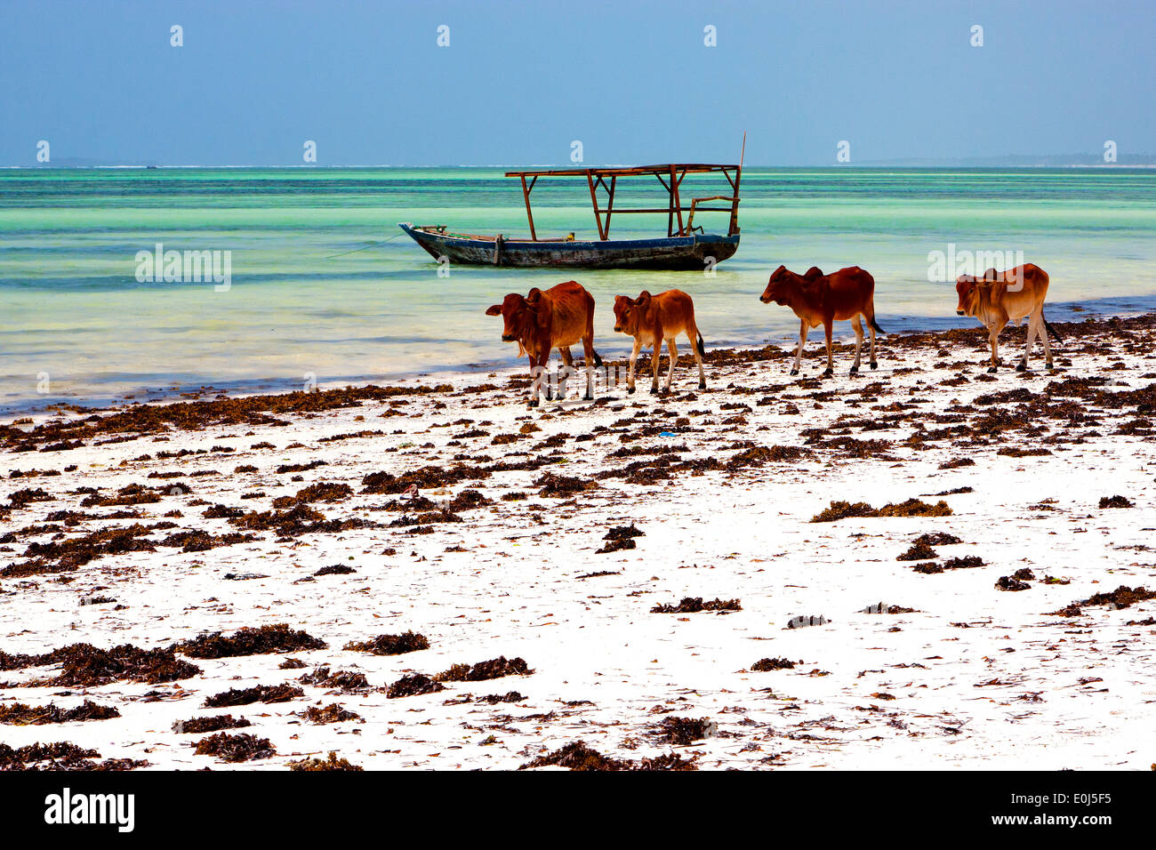 cow costline boat pirague in the blue lagoon relax of zanzibar africa ...