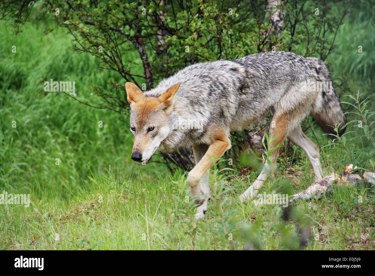 Mammal wolf gray hi-res stock photography and images - Alamy