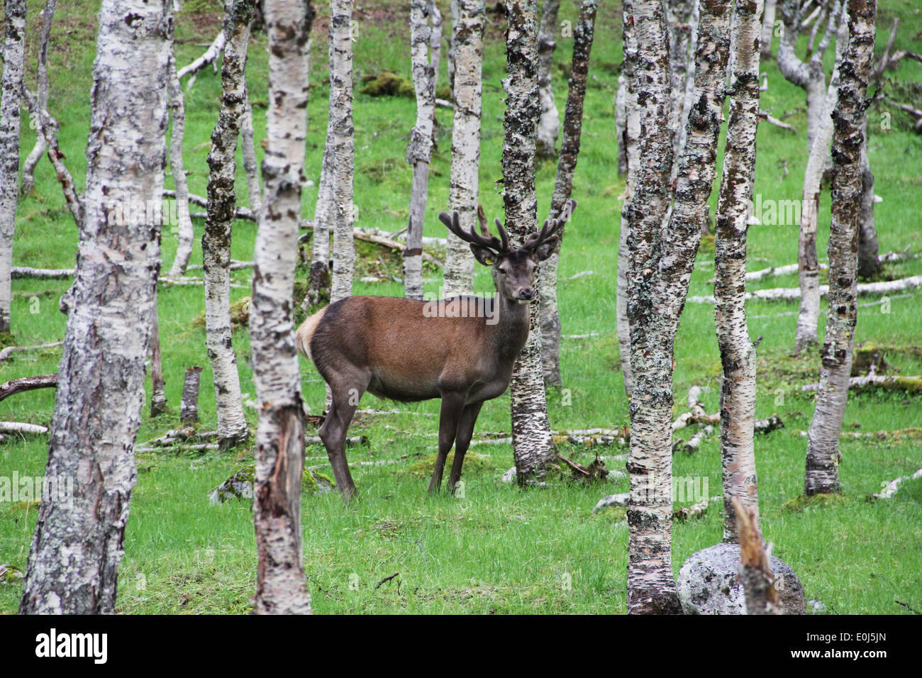 Cervus elaphus norway hi-res stock photography and images - Alamy