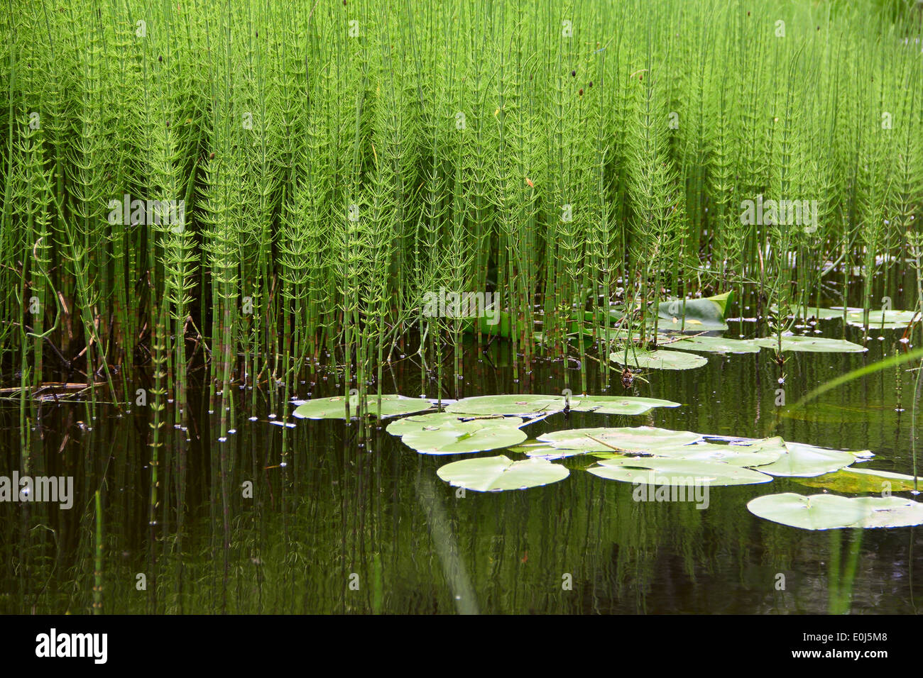 Pond with water plants natural background Stock Photo - Alamy