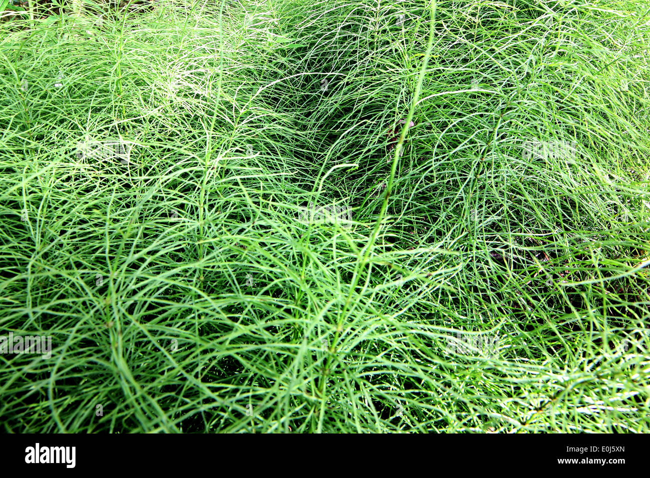Thin lawn hi-res stock photography and images - Alamy