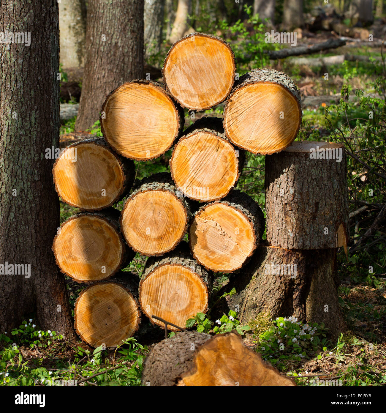 Black alder wood hi-res stock photography and images - Alamy