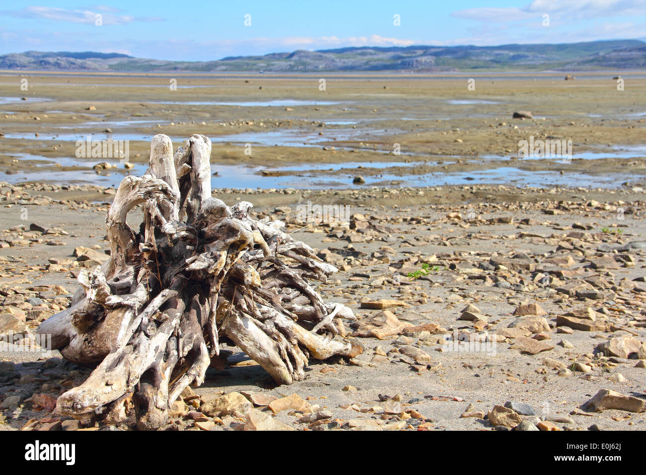 Summer arctic landscape with lake, mountains and dry tree root Stock ...